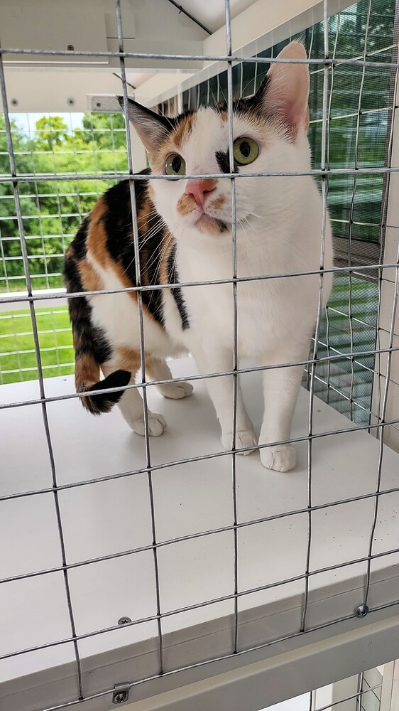 A catio (cat patio) for the kitties - Made on a Glowforge - Glowforge ...