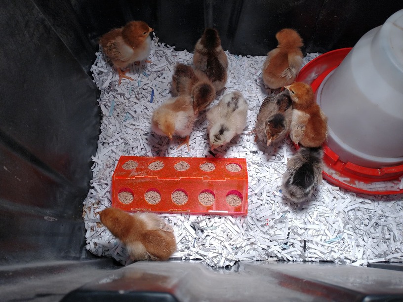 Chick Feeder (Since we're approaching Easter) - Free Laser Designs ...