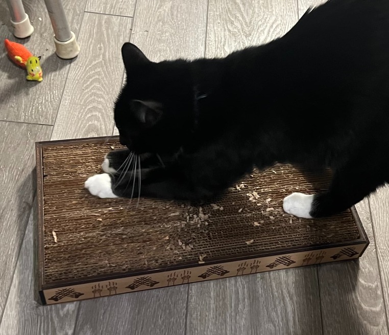 First Catalog project: Cat Scratcher - Made on a Glowforge - Glowforge ...